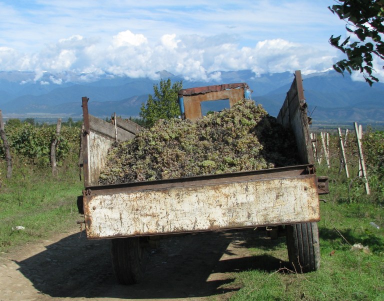 About Celebrations – Rtveli (Georgian Wine Harvest and Festivities ...