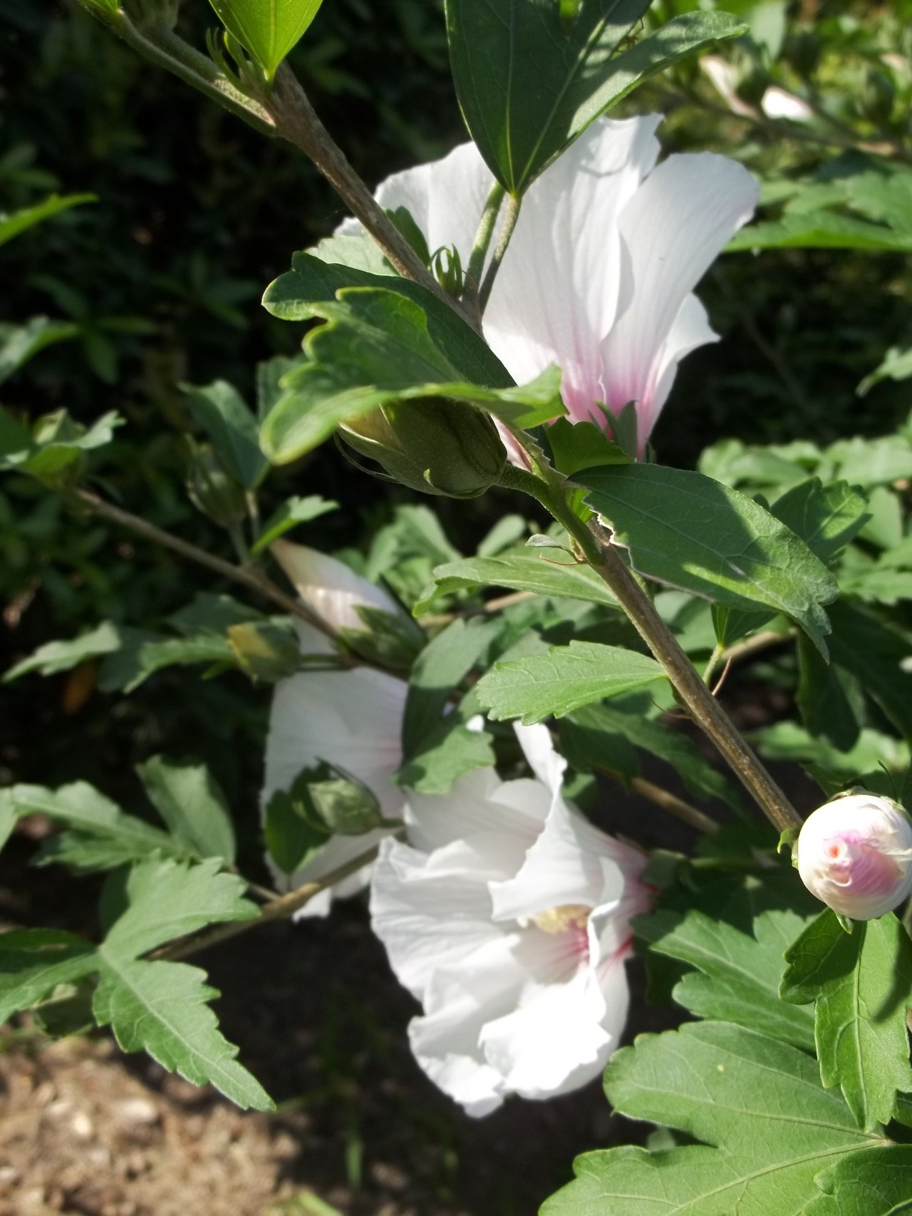 About Sights – The National Botanical Garden of Georgia | Georgia About