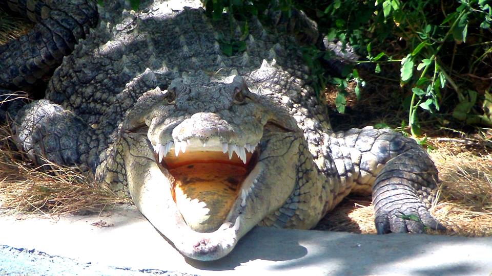 About Sights – Tbilisi Zoo | Georgia About
